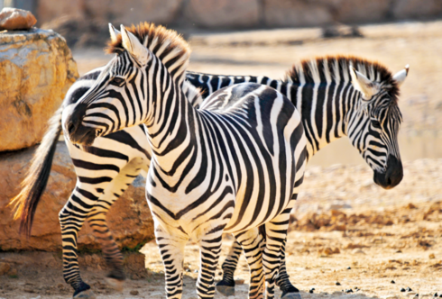 ד"ר סיגלית הרץ מונתה למנכ"לית גן החיות התנ"כי ואקווריום ישראל